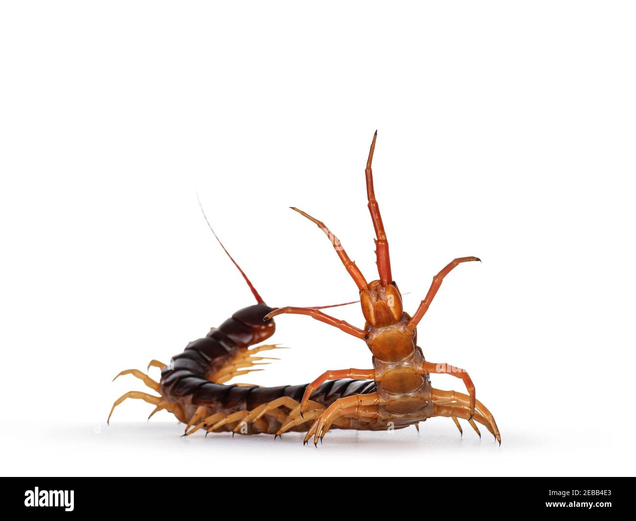 Adult Chinese red-headed centipede aka Scolopendra subspinipes mutilans ...