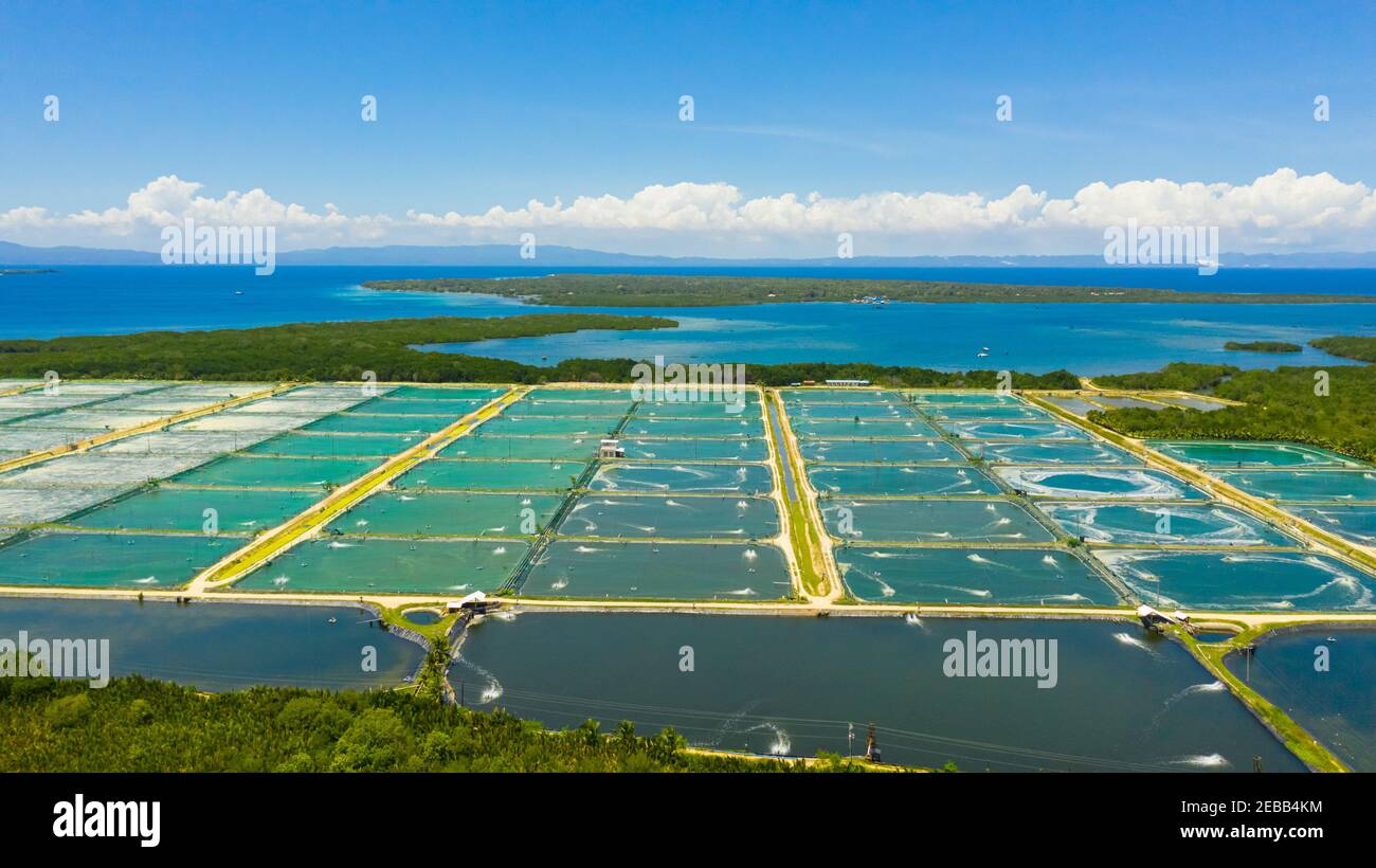 Shrimp Pond