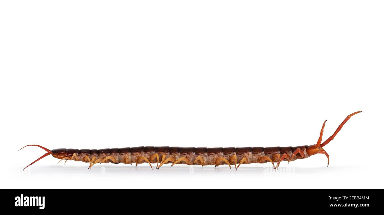 Adult Chinese red-headed centipede aka Scolopendra subspinipes mutilans ...
