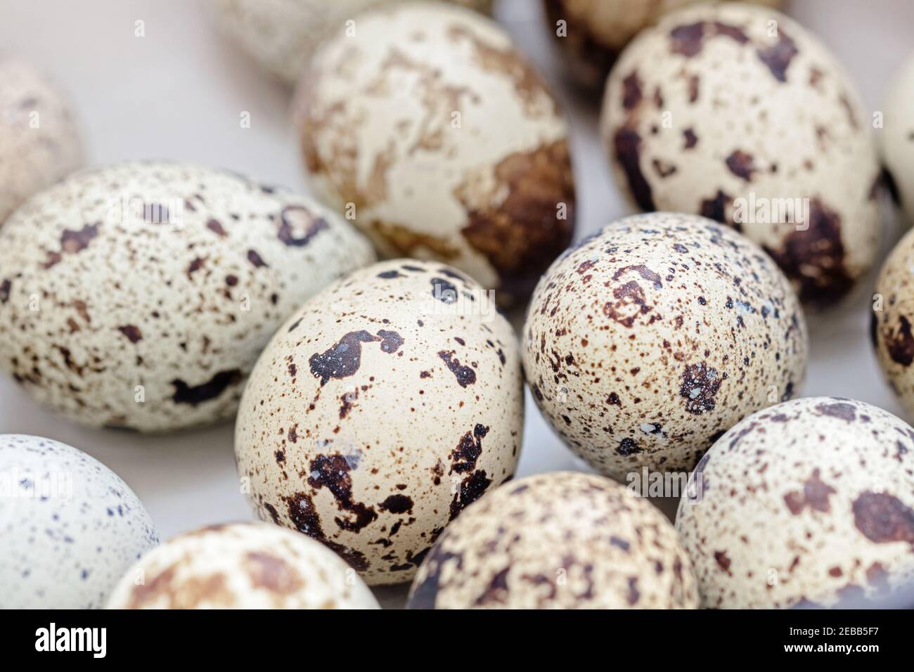 Real quail eggs close up for diet eating and good health Stock Photo ...