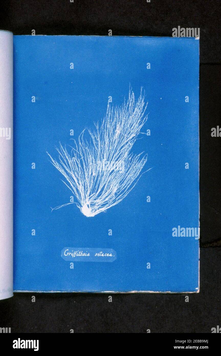 Setacea hi-res stock photography and images - Alamy