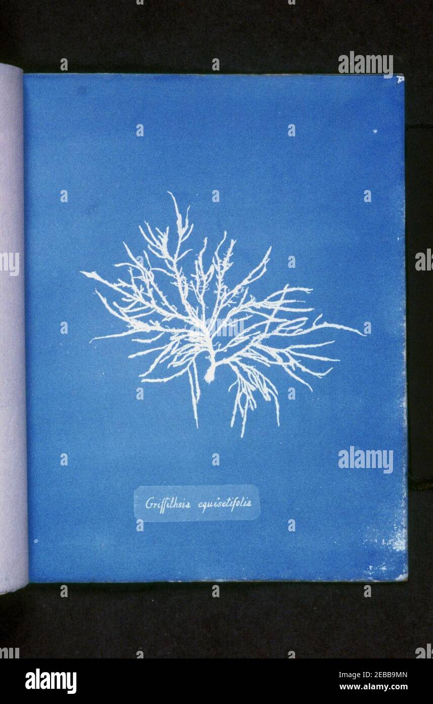 Griffithsia hi-res stock photography and images - Alamy