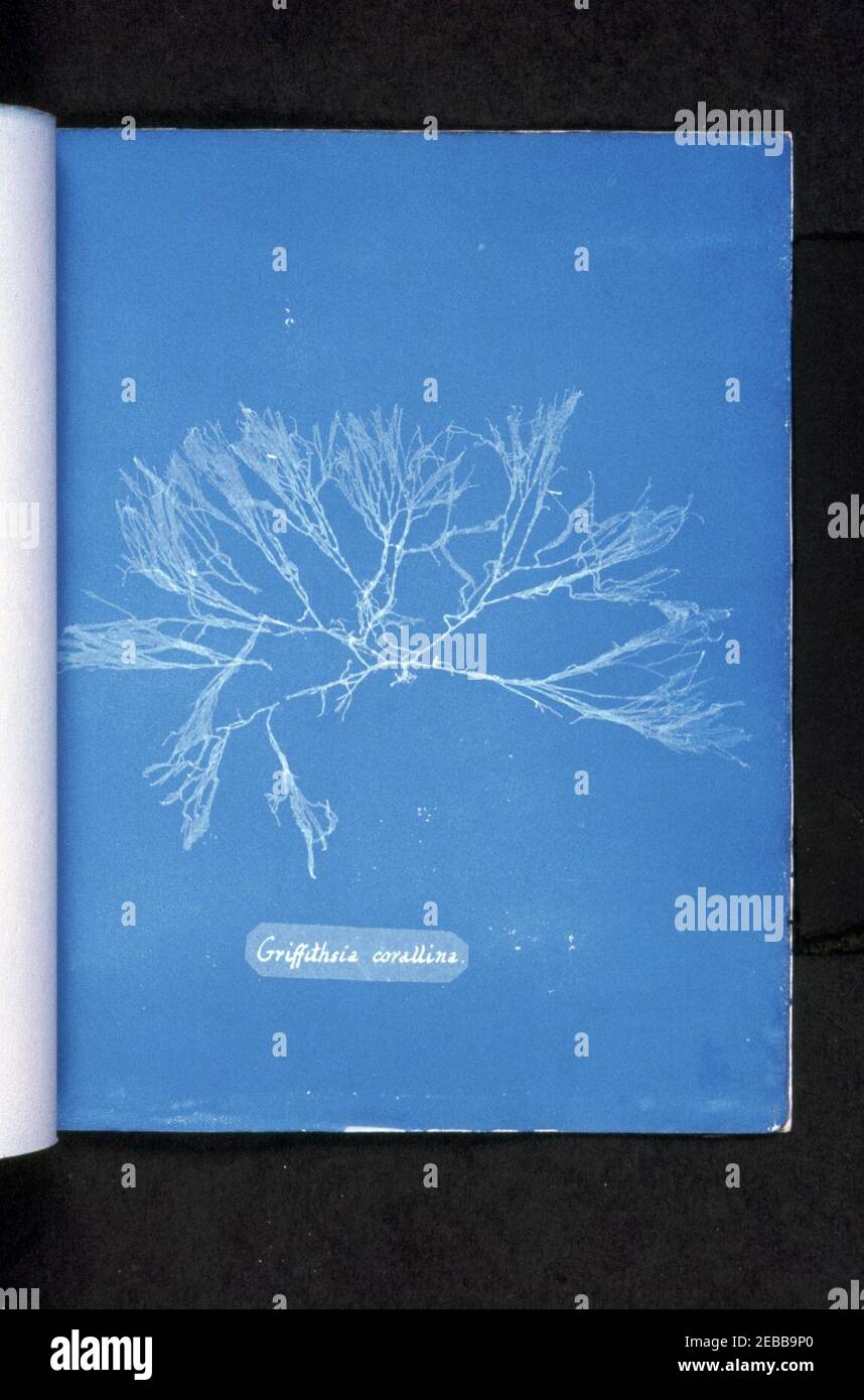 Griffithsia hi-res stock photography and images - Alamy