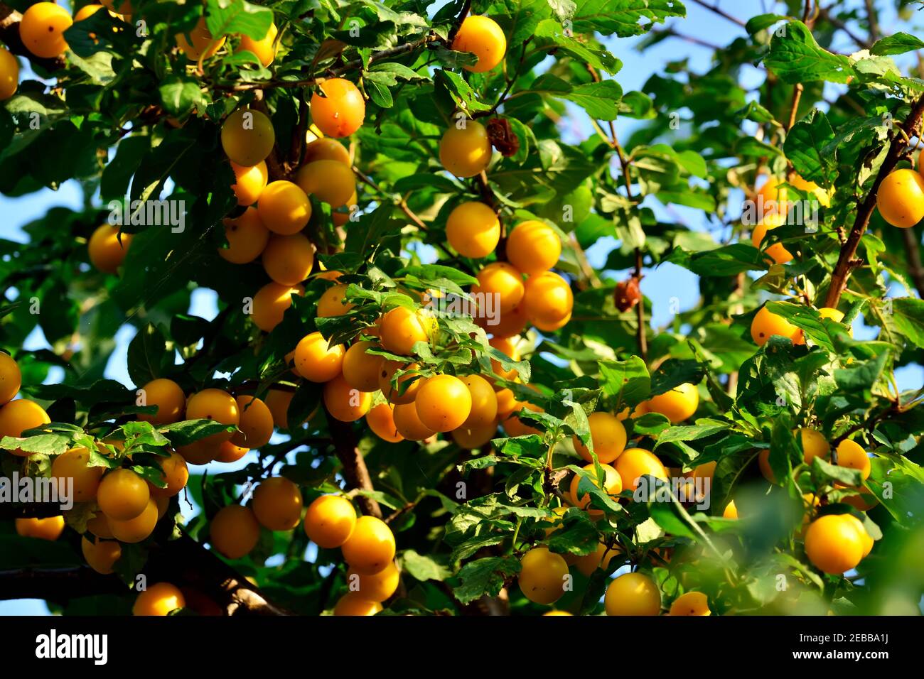 Ripe fruit of wild yellow cherry plum on a branch. Prunus cerasifera ...