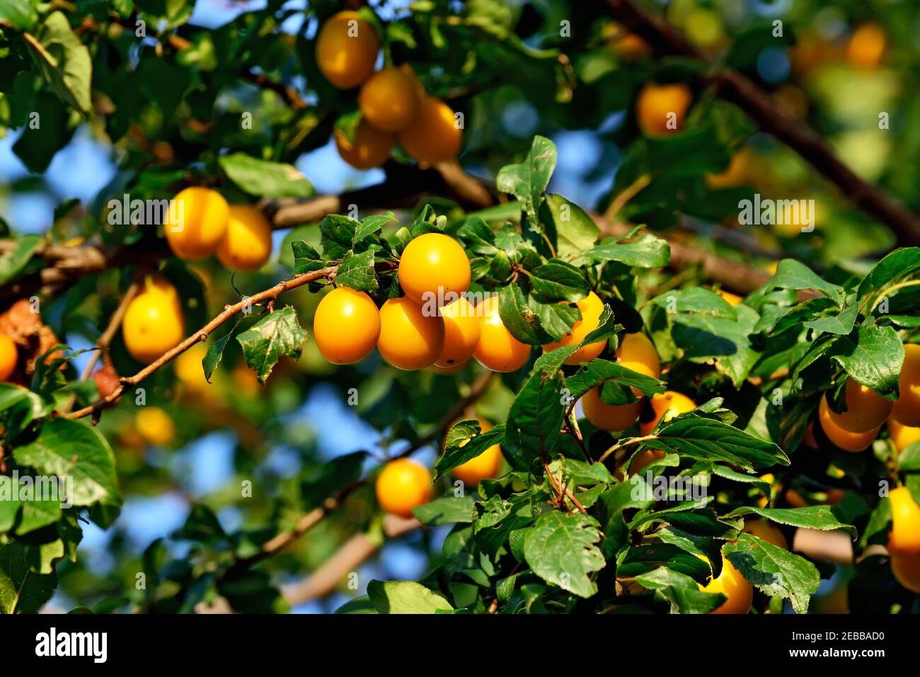 Ripe fruit of wild yellow cherry plum on a branch. Prunus cerasifera ...