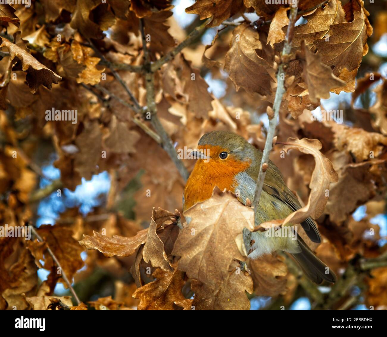 Golden Robin High Resolution Stock Photography and Images - Alamy