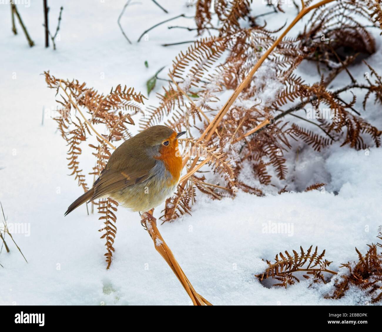 Rowlands gill bird hi-res stock photography and images - Alamy