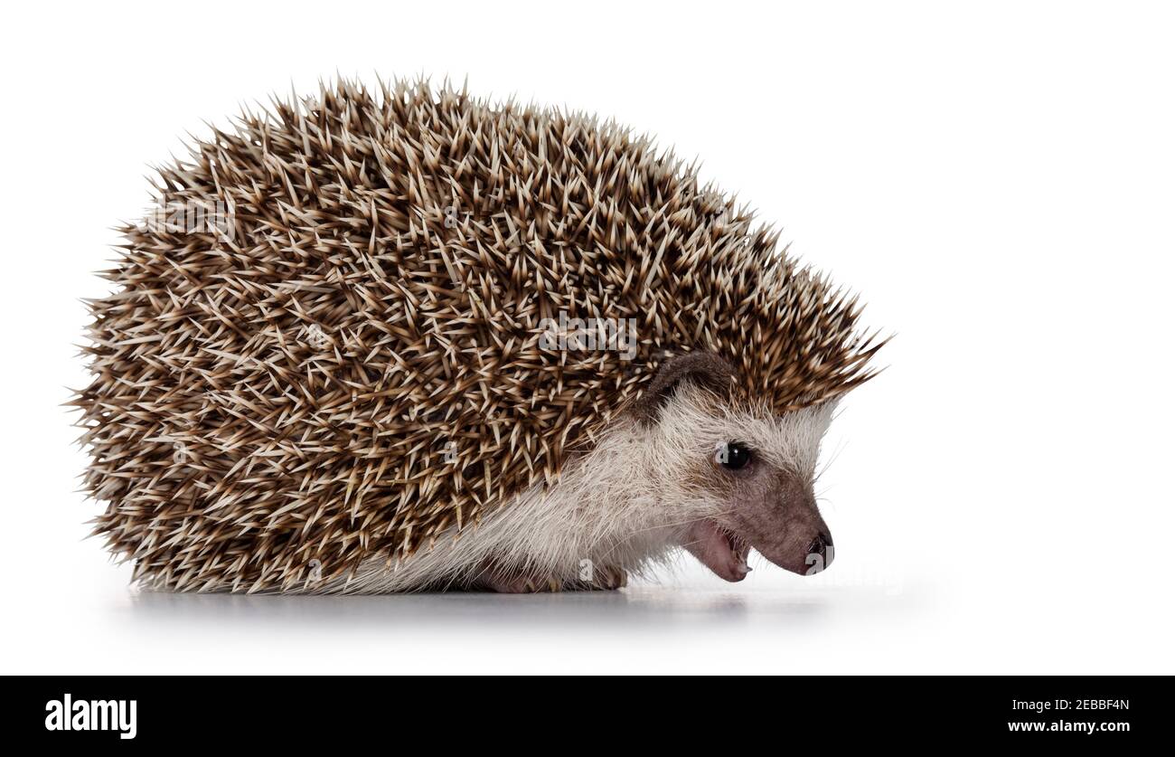 Adult male Four toed Hedgehog aka Atelerix albiventris. Sitting side ...