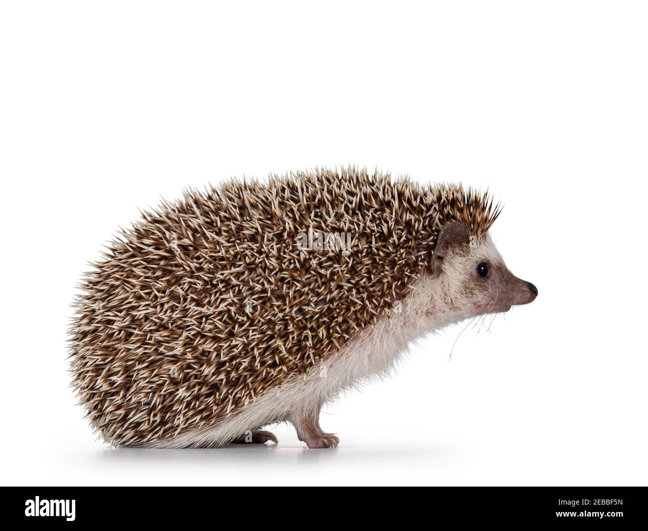 Adult male Four toed Hedgehog aka Atelerix albiventris. Sitting side ...