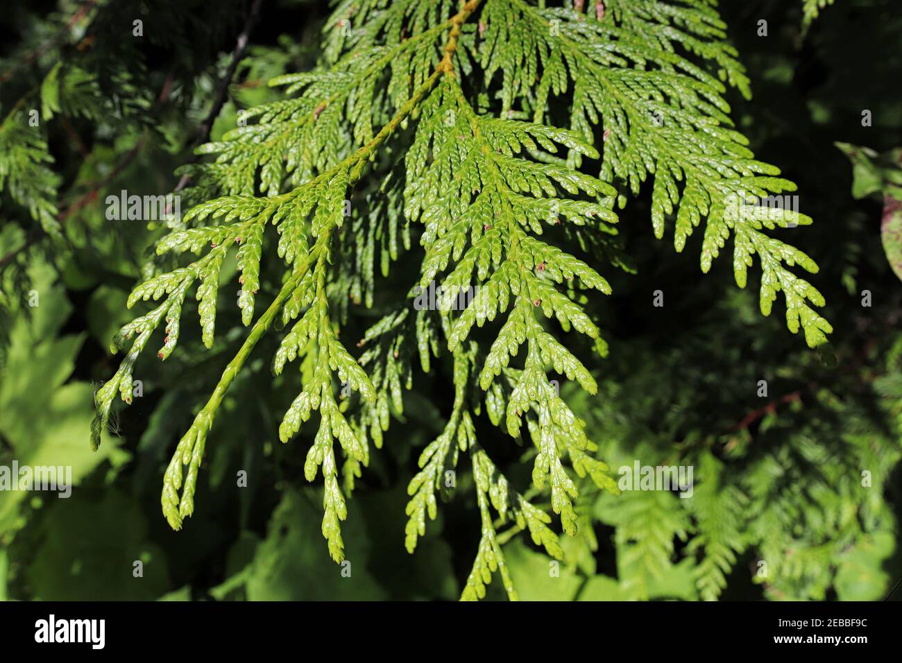 Cedar branch canada hi-res stock photography and images - Alamy