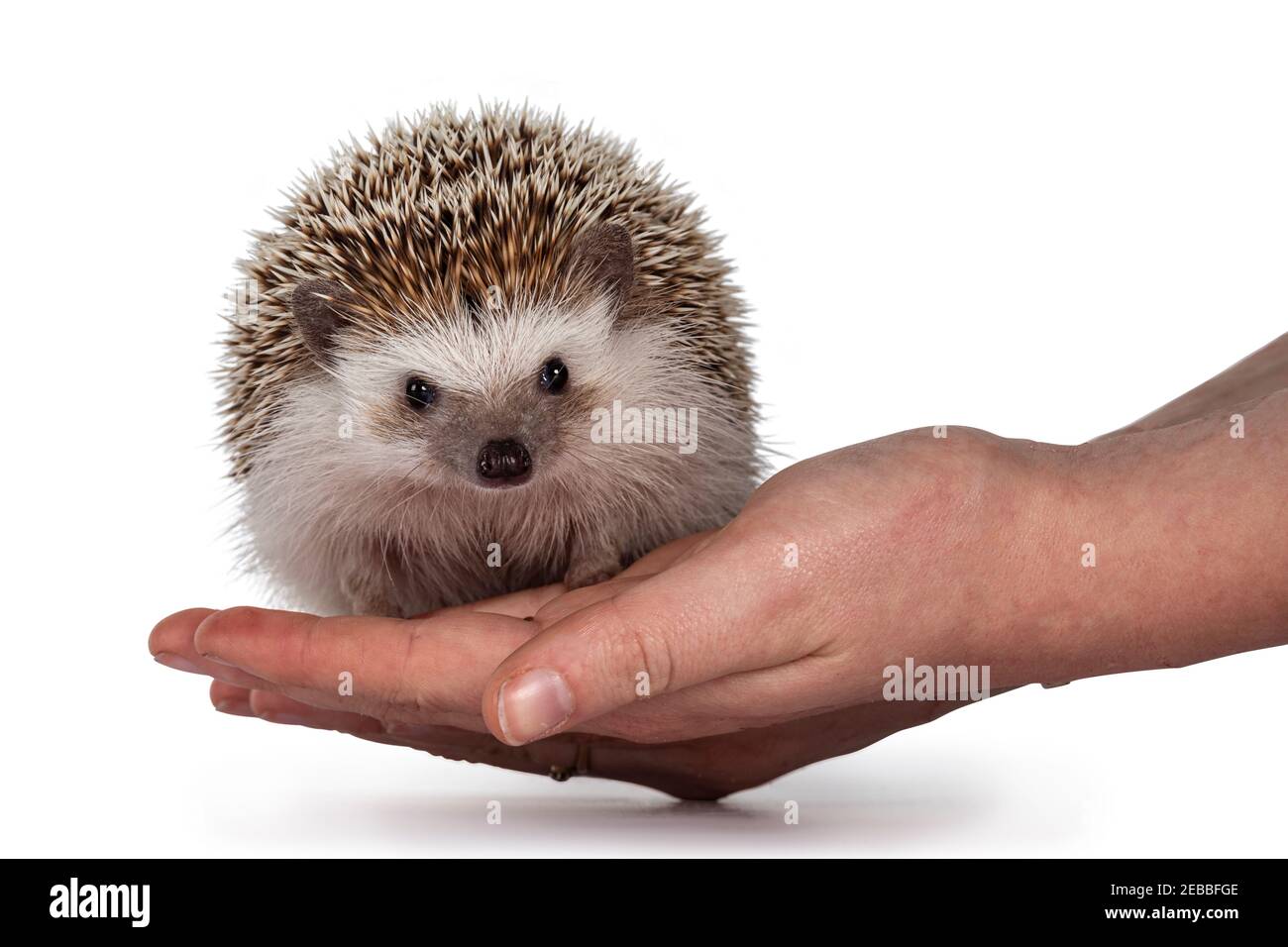Hedgehogs Full Grown