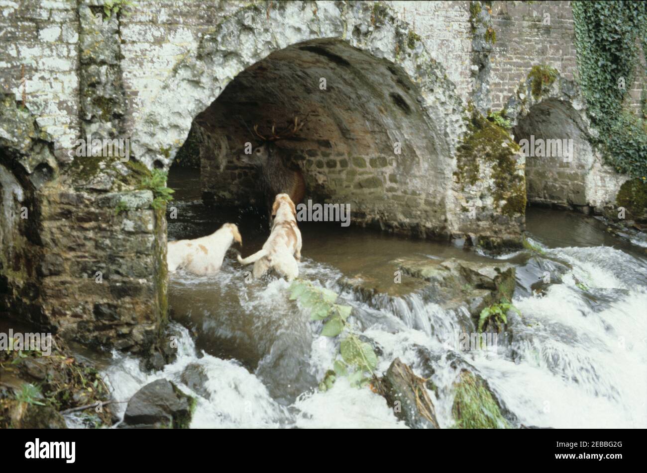 Stag at bay hi-res stock photography and images - Alamy