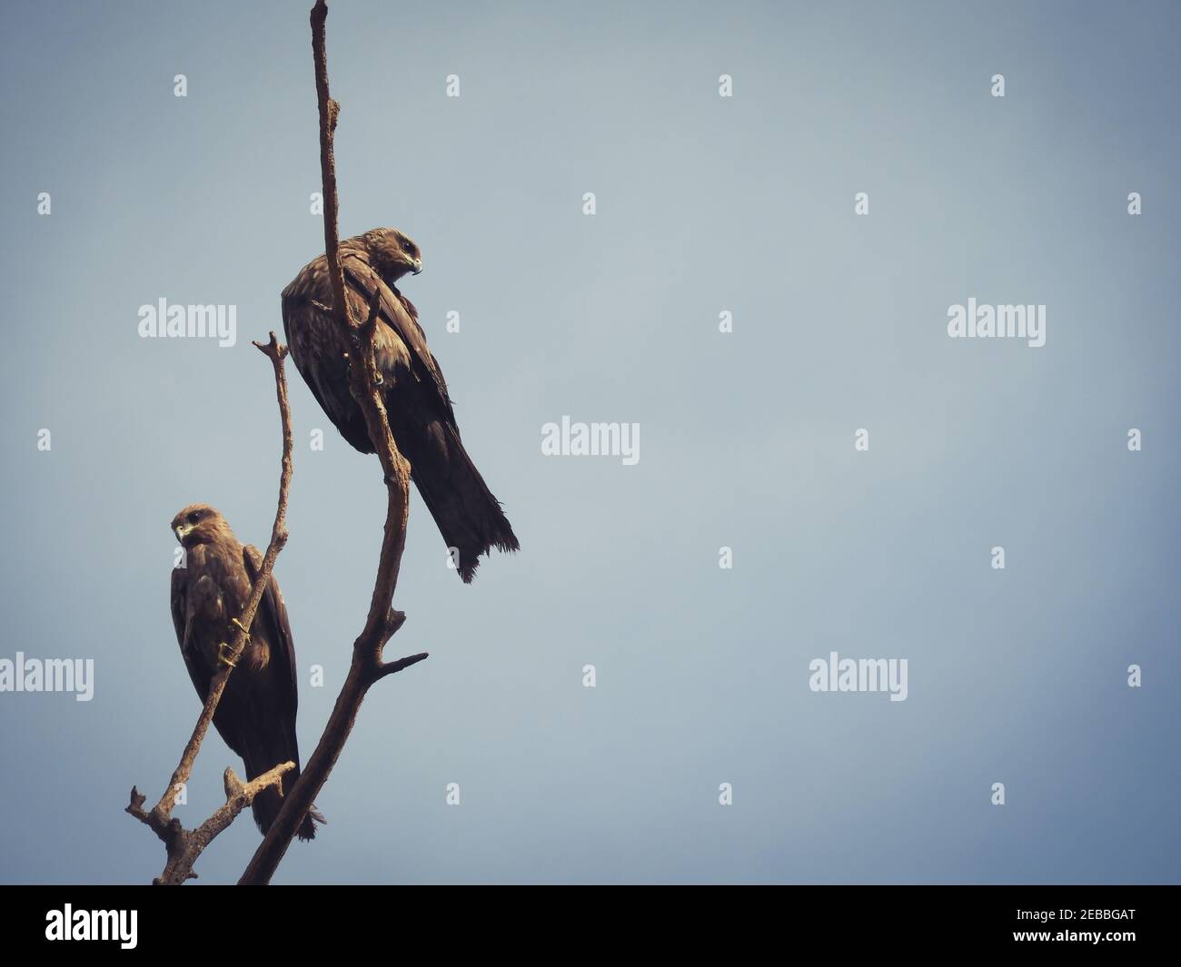 Beautiful view of a bird sitting on the branch of the tree in the park ...