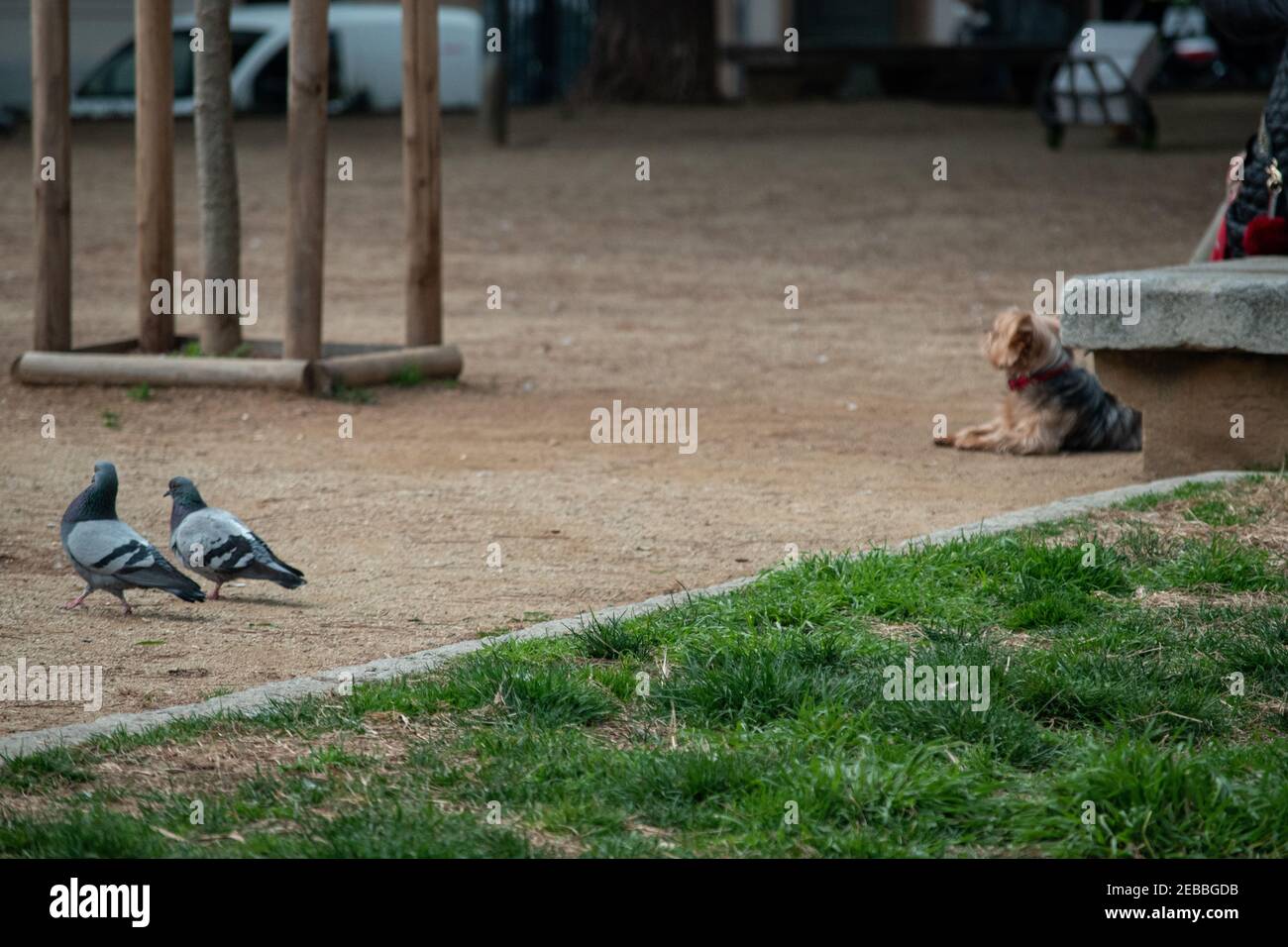 Pigeons and a dog playing at Terrassa,Catalunya,Spain park Stock Photo ...