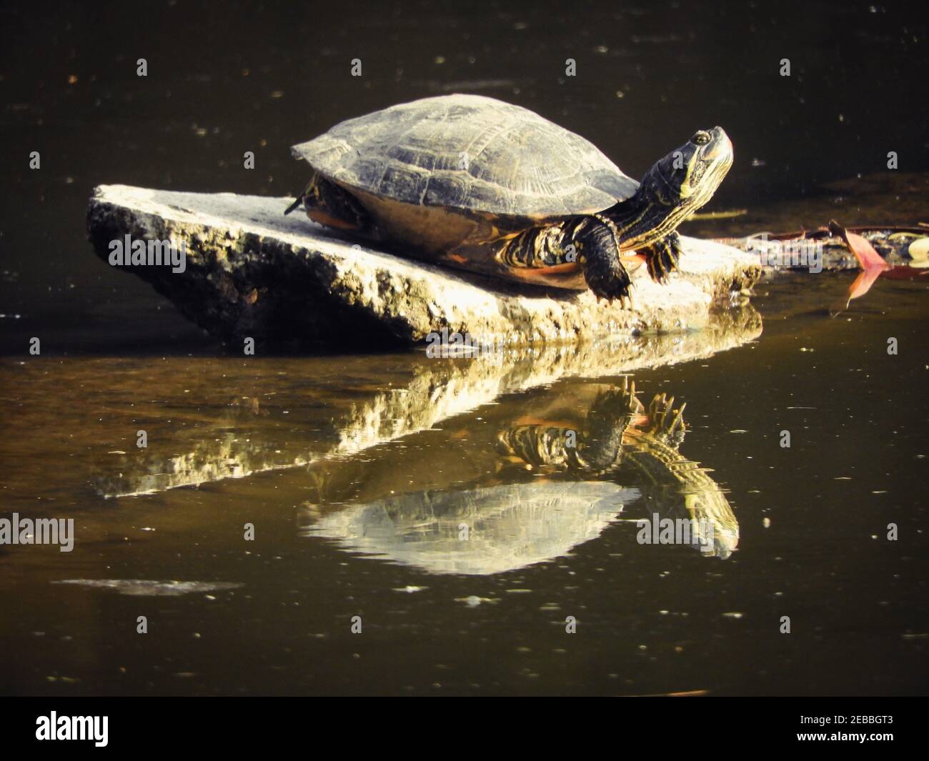 Neck Stretching Turtle High Resolution Stock Photography and Images - Alamy