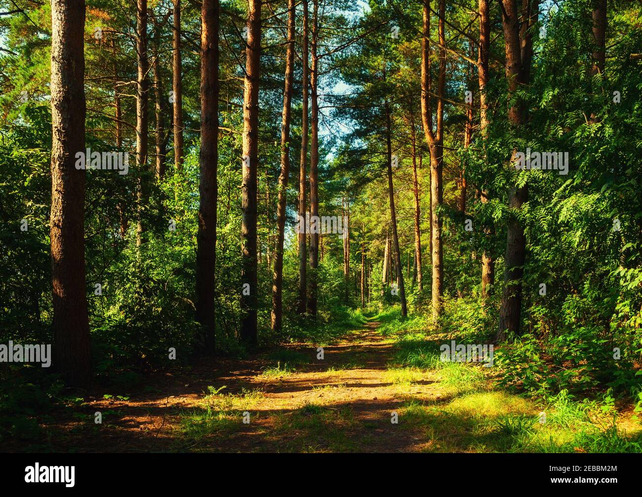 Forest landscape, summer forest trees and narrow path lit by soft ...