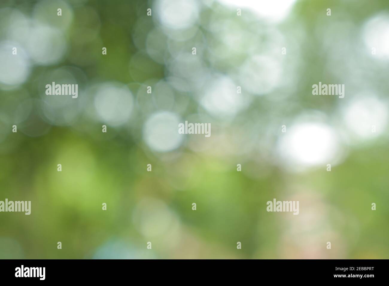 blurry light and plant in garden background and texture Stock Photo - Alamy