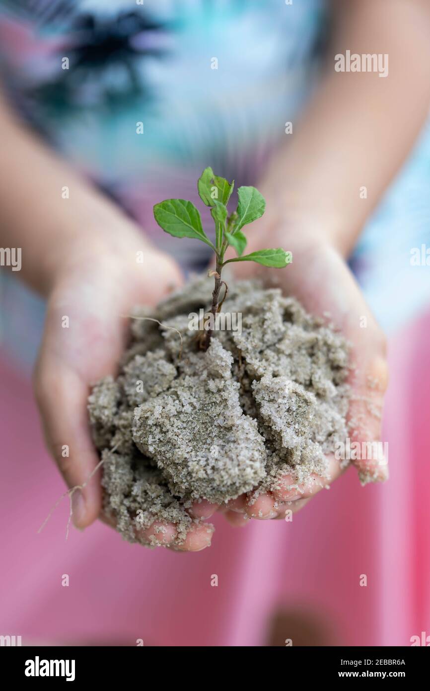 Human hand holding small tree or small plant. Little girl hands holding ...
