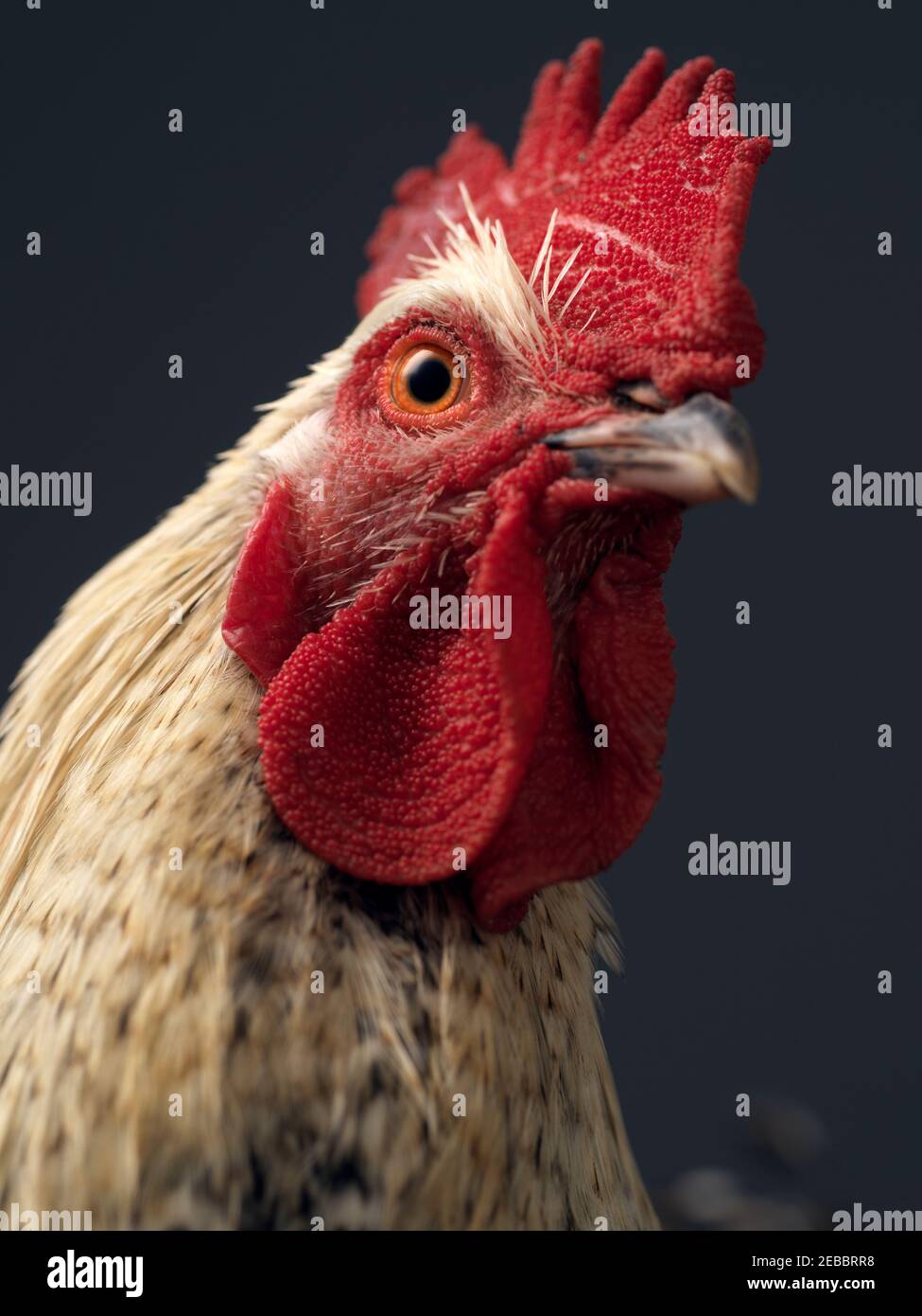 cockerel chicken head Stock Photo - Alamy