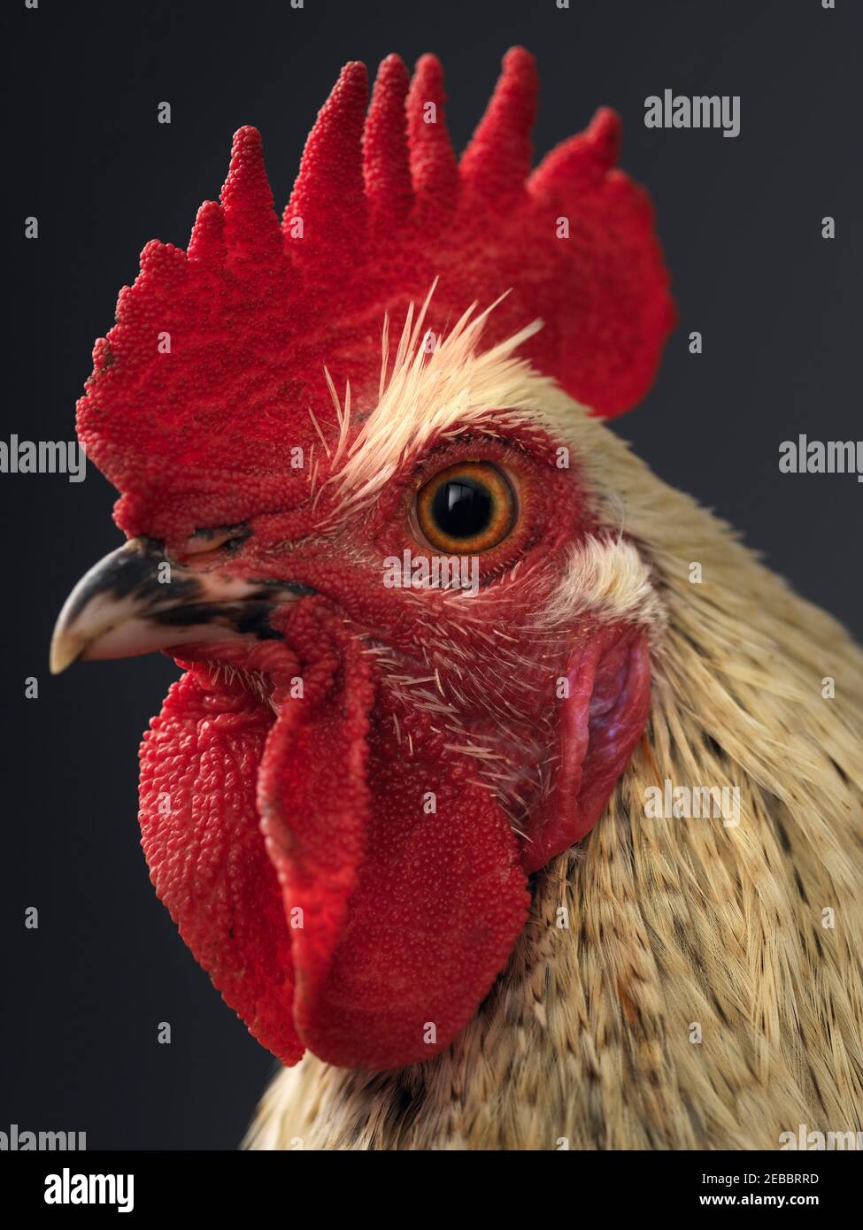 cockerel chicken head Stock Photo - Alamy