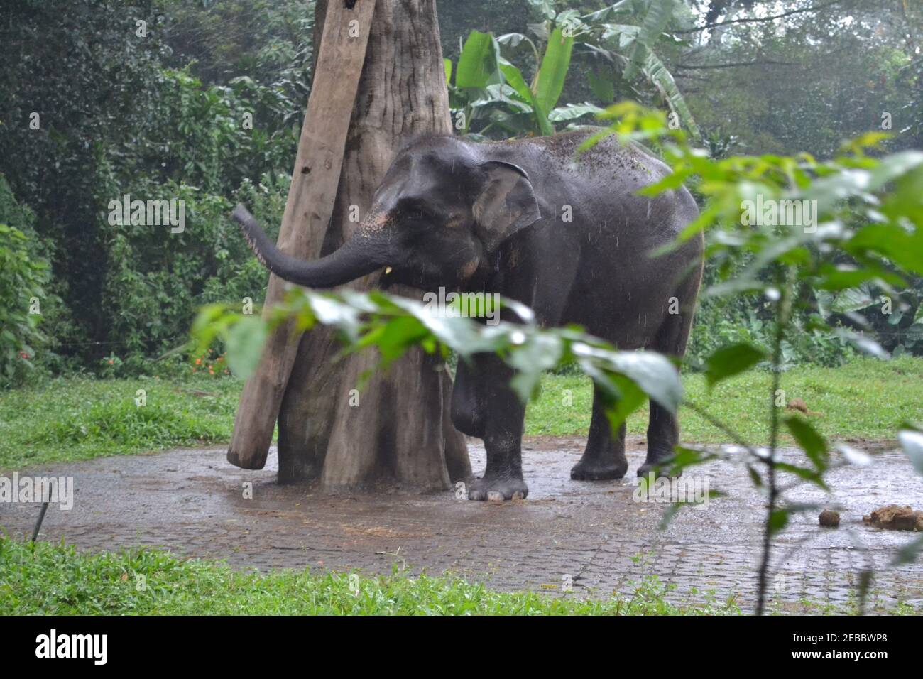 Elephant trees hi-res stock photography and images - Alamy