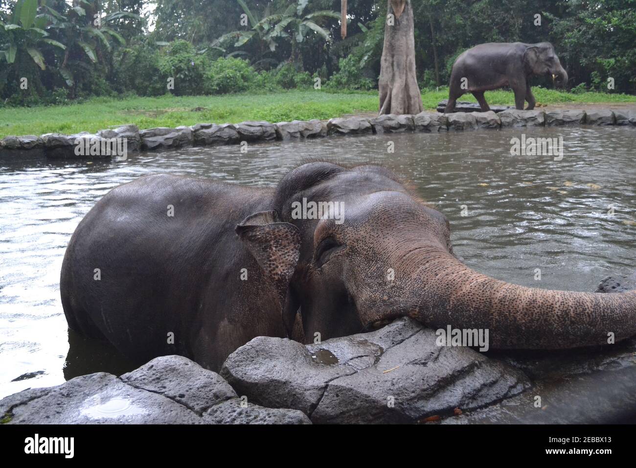 Asian jungle elephant hi-res stock photography and images - Alamy