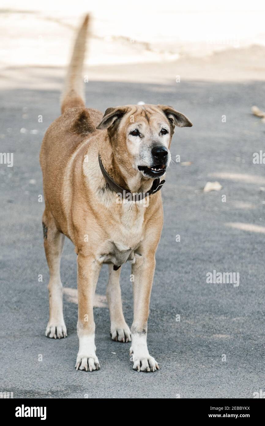 Angry aggressive dangerous dog shows teeth for protection at home Stock ...
