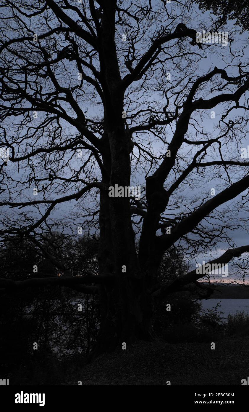 Dead Beech (Fagus sylvatica) tree at dusk Stock Photo - Alamy