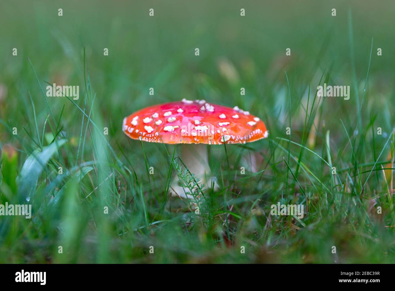 Poisonous red toadstool in the forest, Amanita Muscaria, fly agaric ...