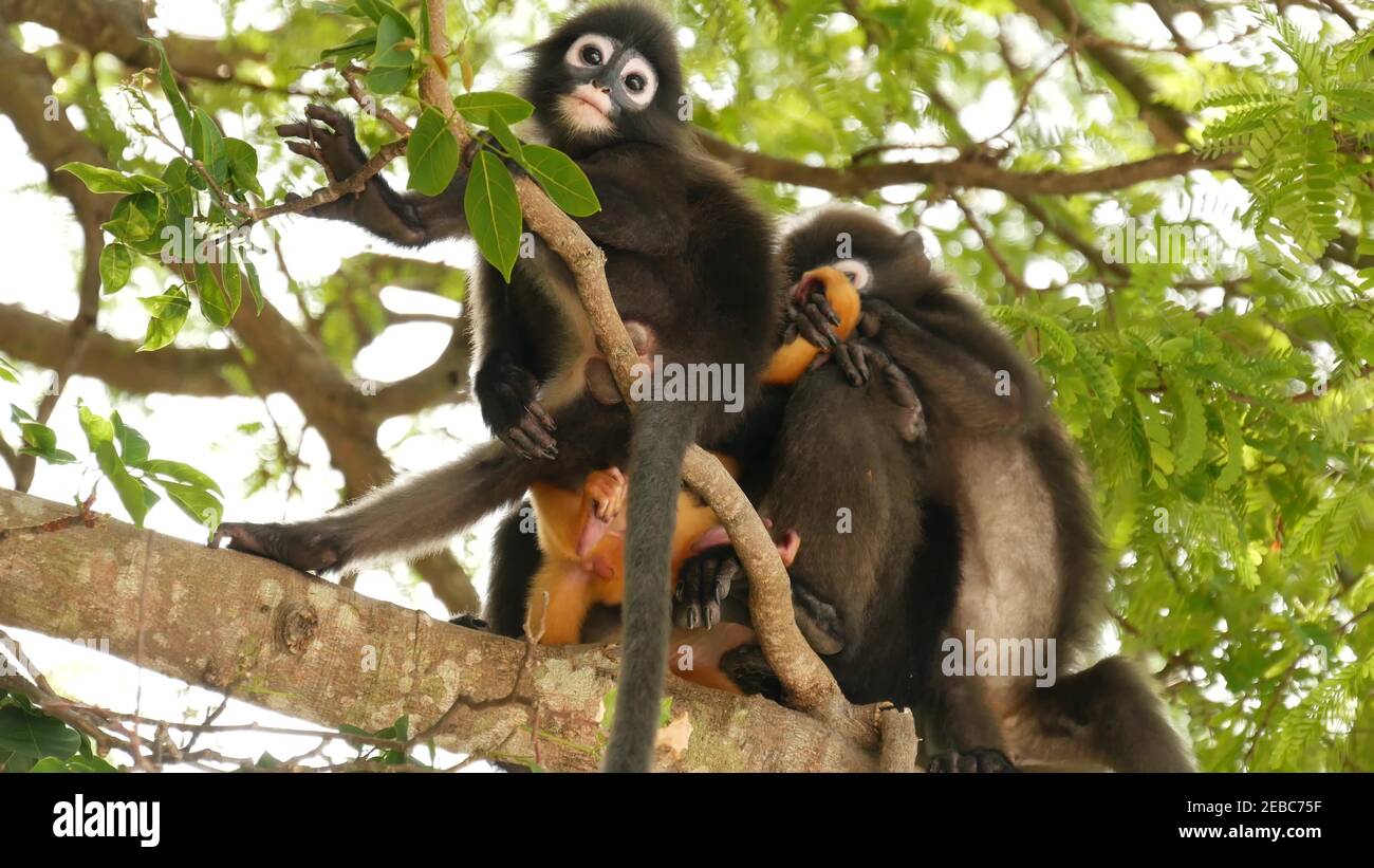 Cute spectacled leaf langur, dusky monkey on tree branch amidst green ...