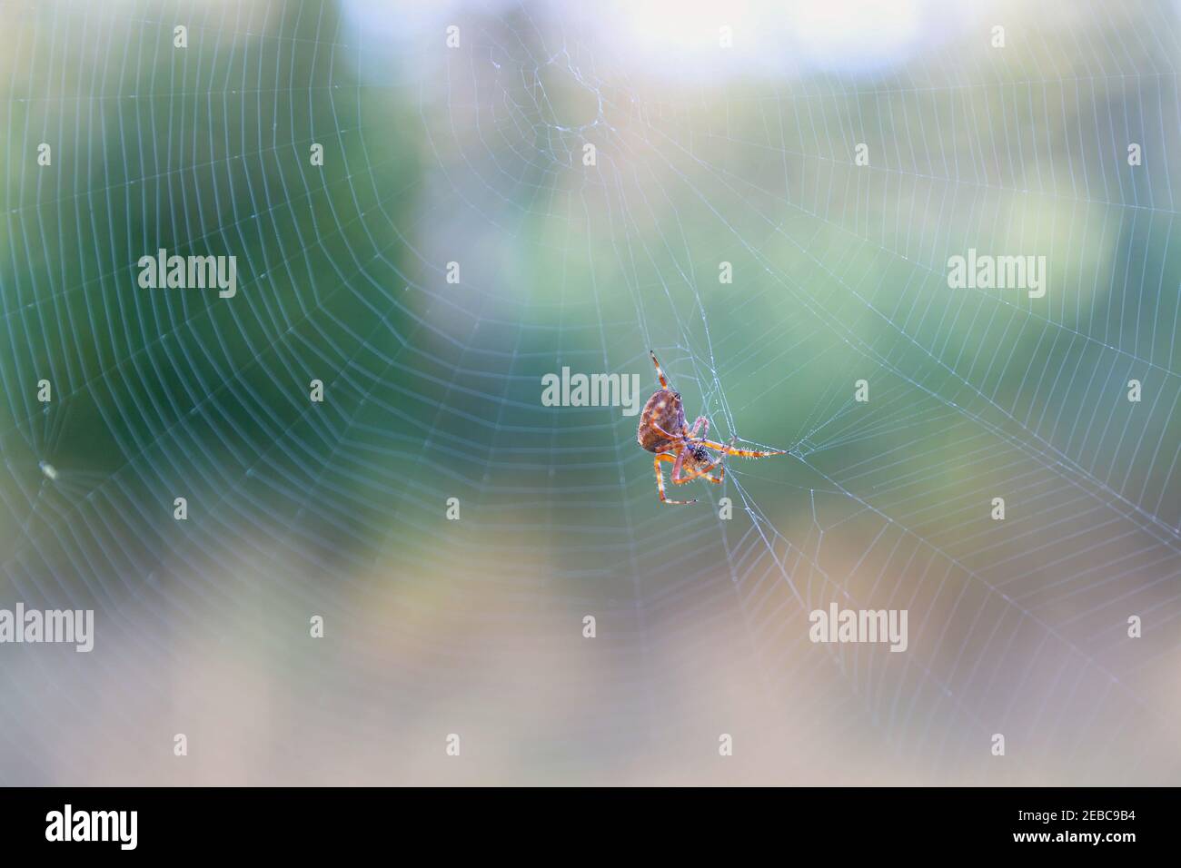Indian spider hi-res stock photography and images - Alamy