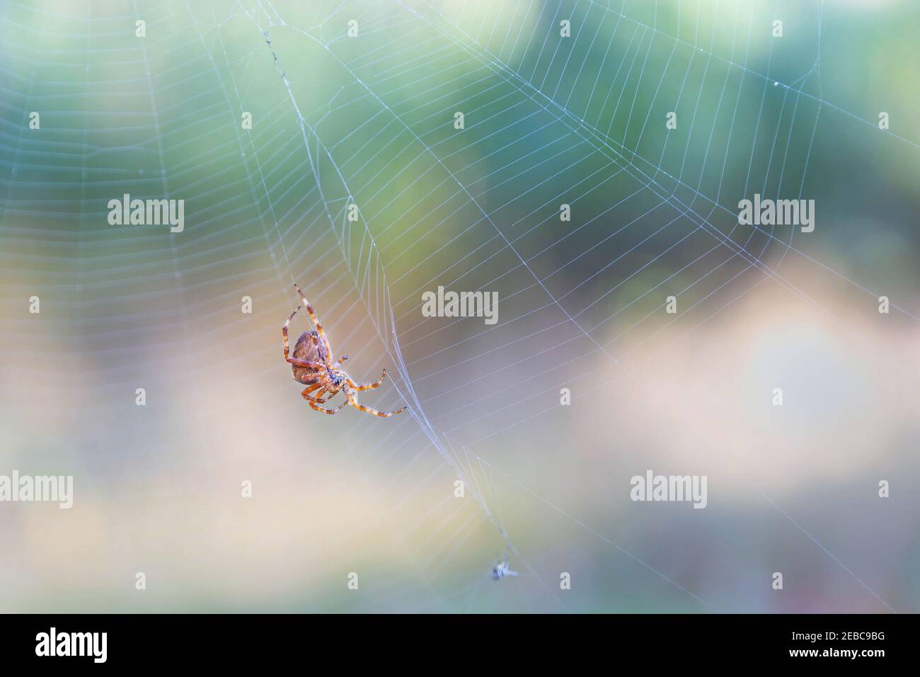 Indian spider hi-res stock photography and images - Alamy