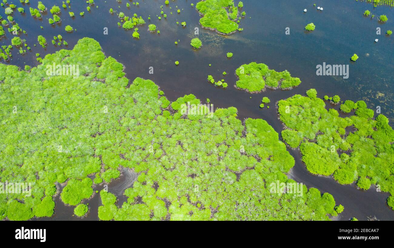 Mangrove trees in the water on a tropical island. An ecosystem in the ...