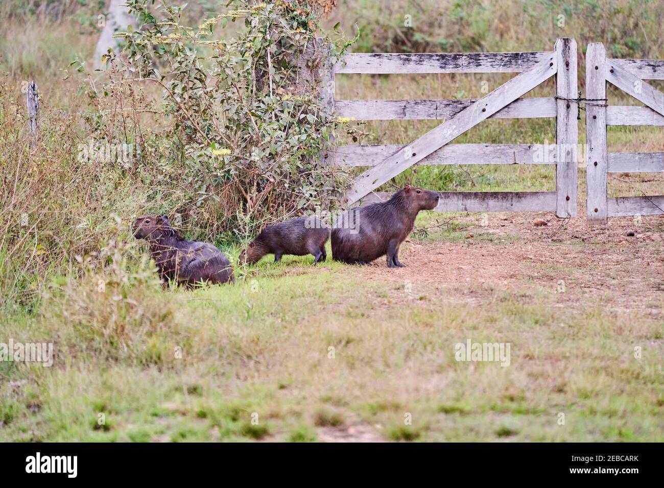 capybara family, Hydrochoerus hydrochaeris, the largest living rodent ...