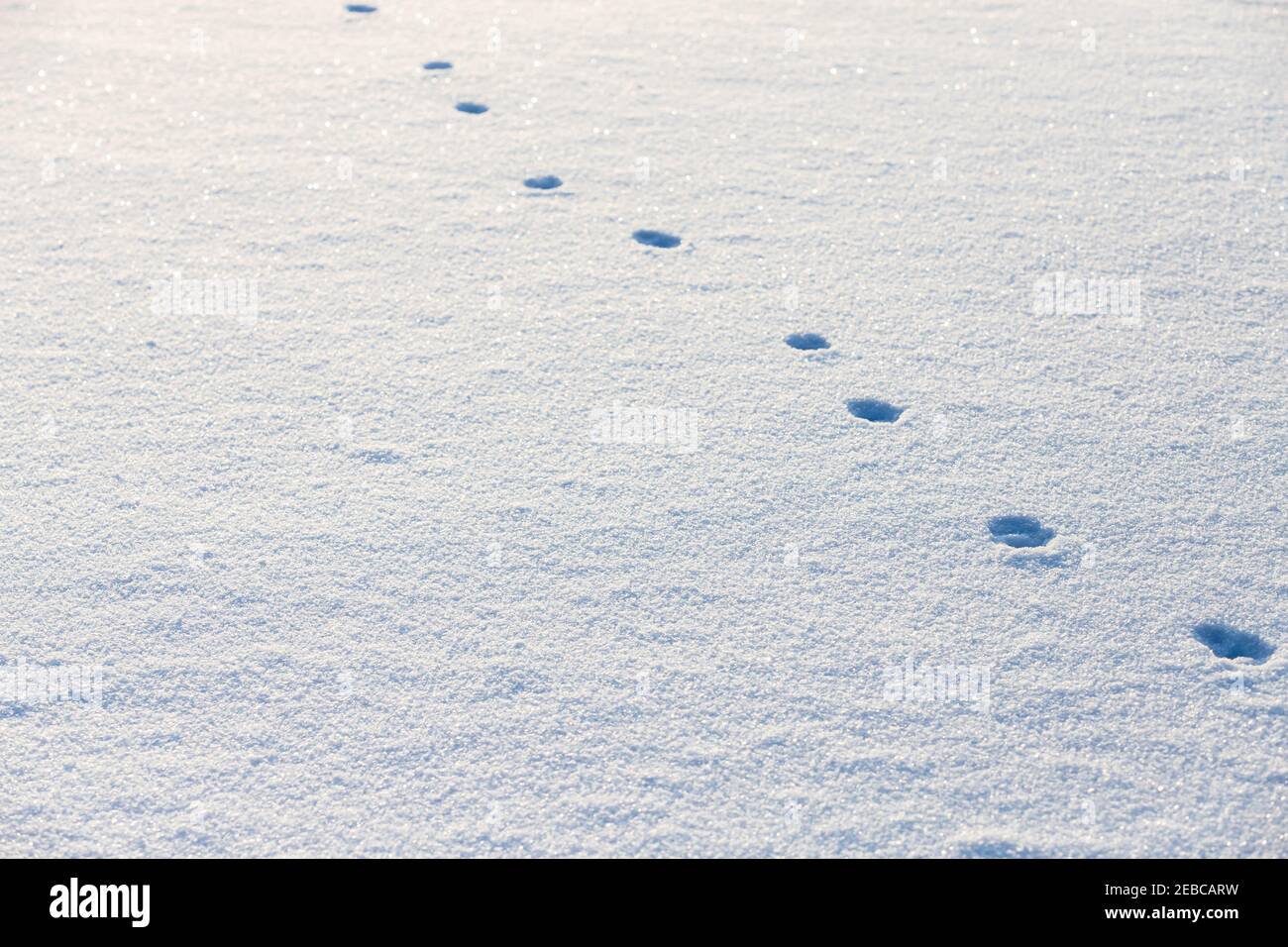 Fox footprints in a snowdrift surface at sunny day, natural background ...