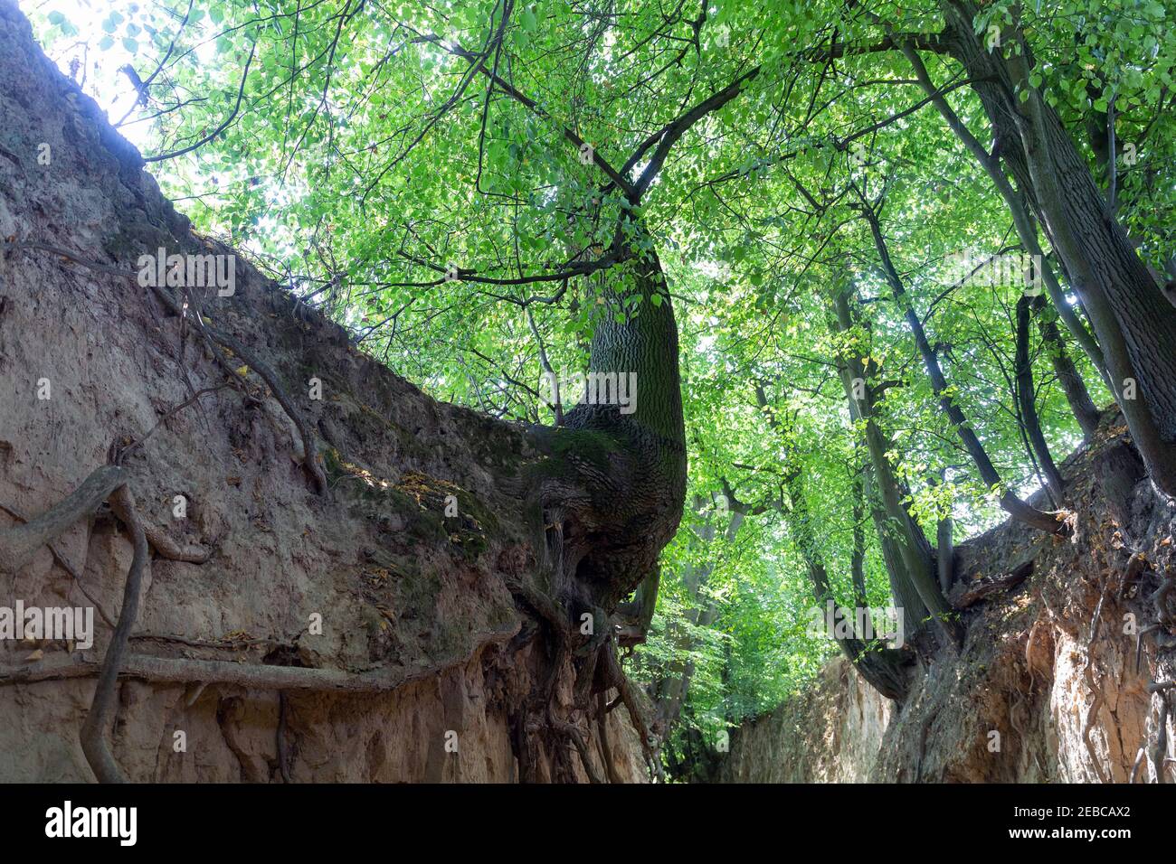 Natural forms of nature hi-res stock photography and images - Alamy