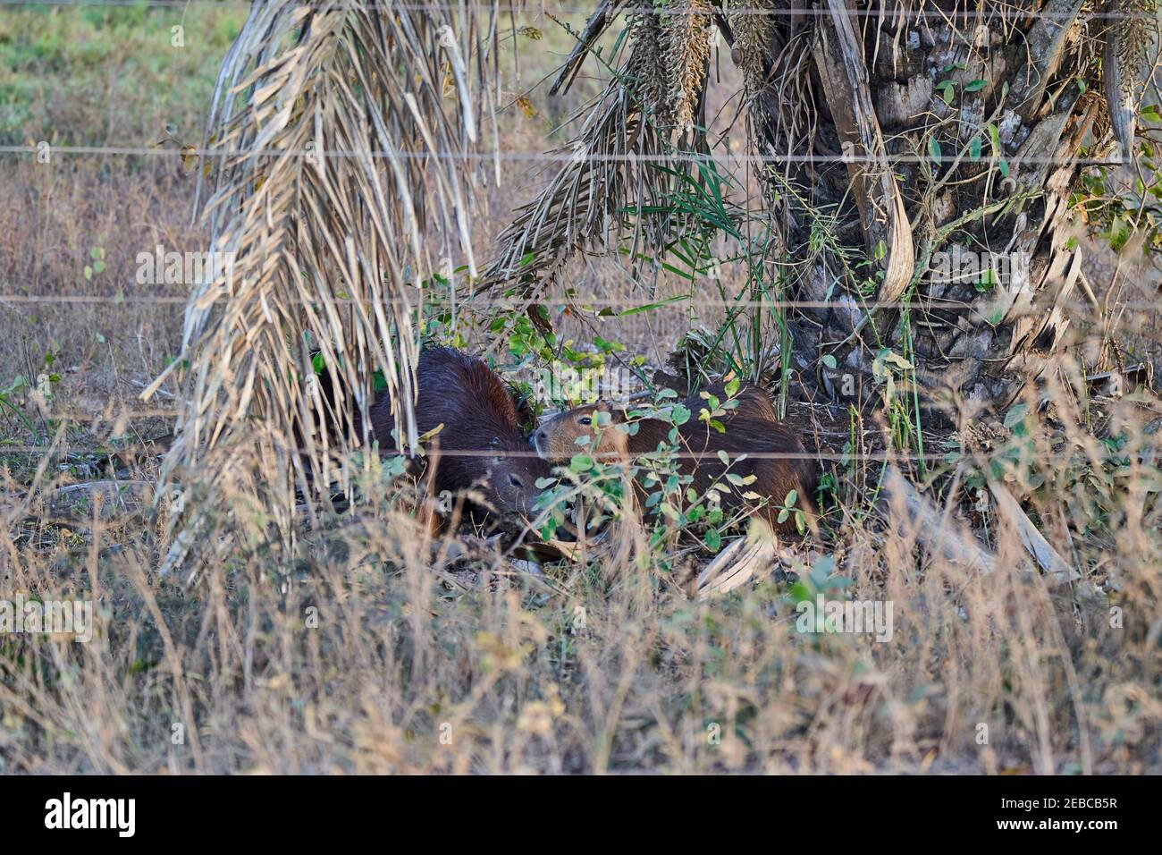 capybara family, Hydrochoerus hydrochaeris, the largest living rodent ...