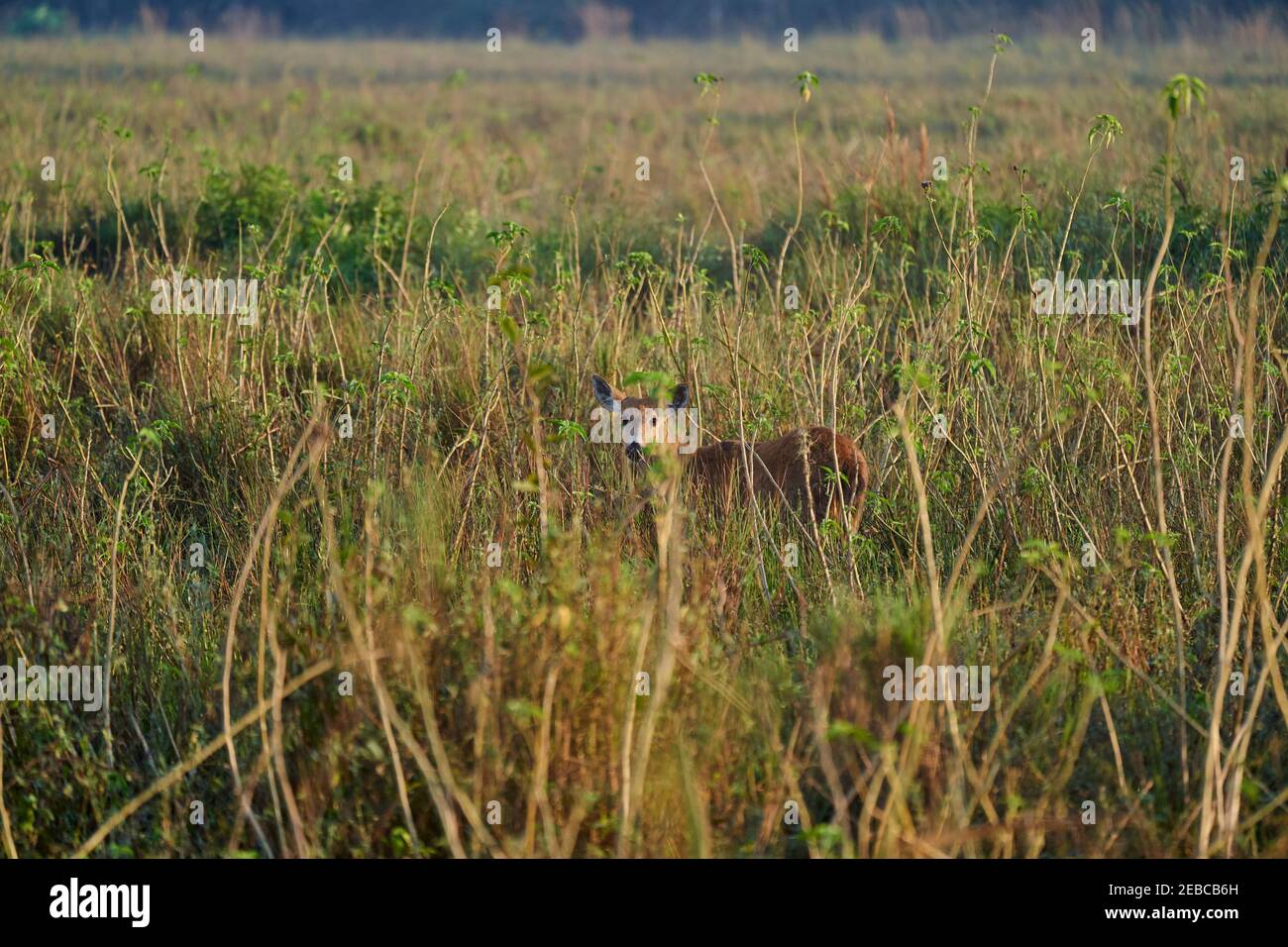 Largest deer species from south america hi-res stock photography and ...