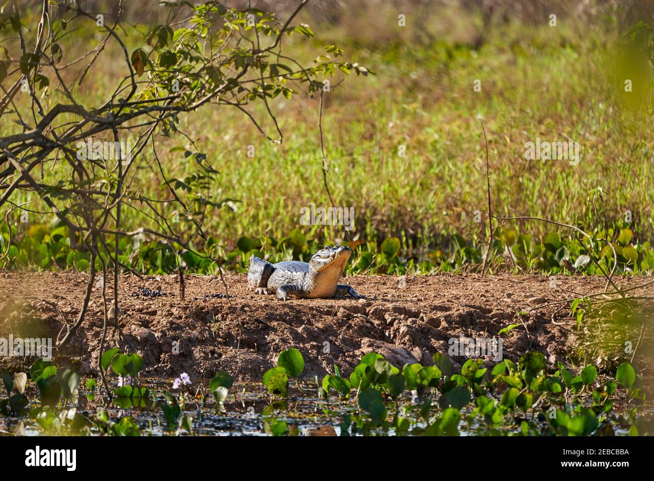 caiman lying in the swamp of the Pantanal wetlands along the ...