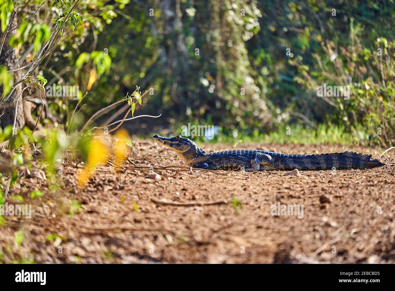 Black caiman habitat hi-res stock photography and images - Alamy