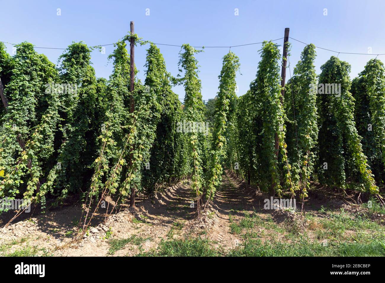 Plantation of hops hi-res stock photography and images - Alamy