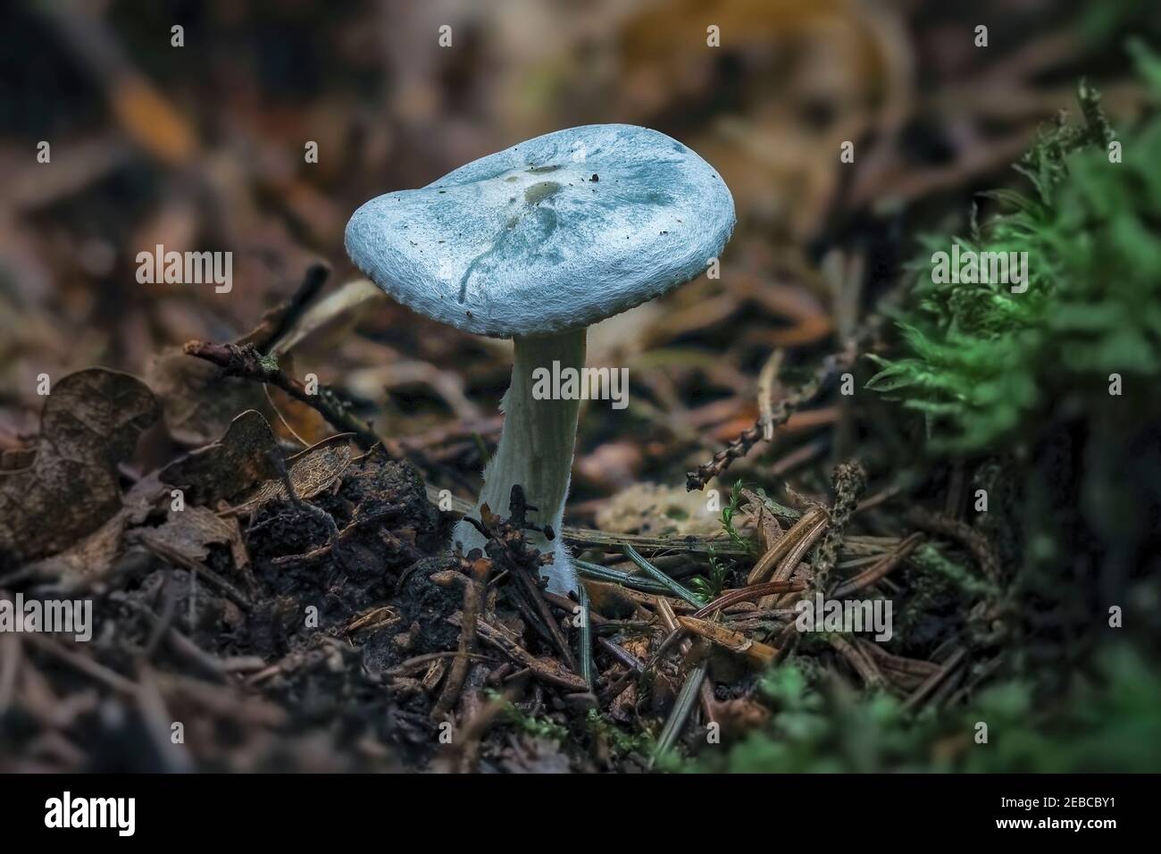 The Aniseed Toadstool (Clitocybe odora) is an edible mushroom , an ...