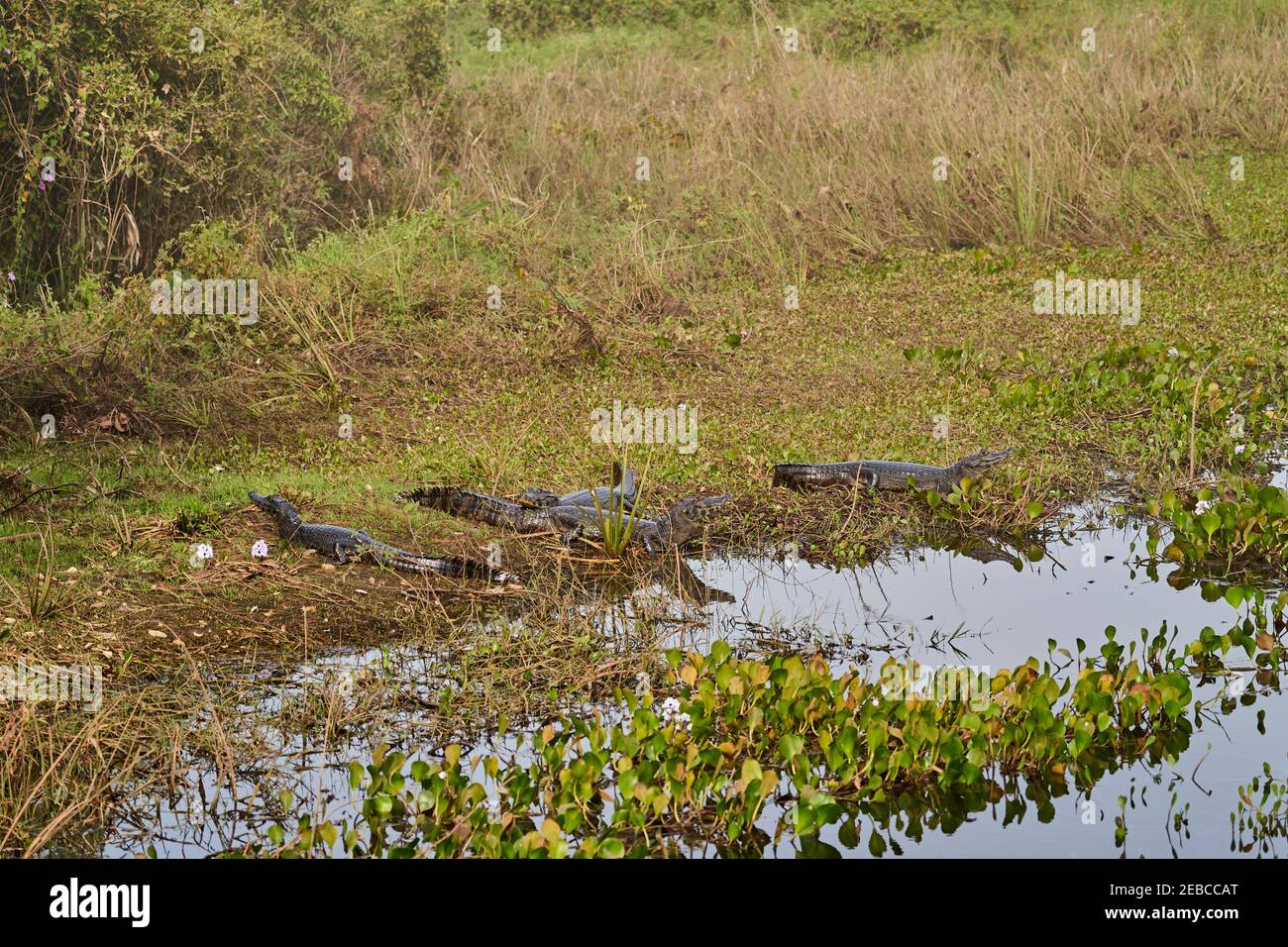 Black caiman habitat hi-res stock photography and images - Alamy