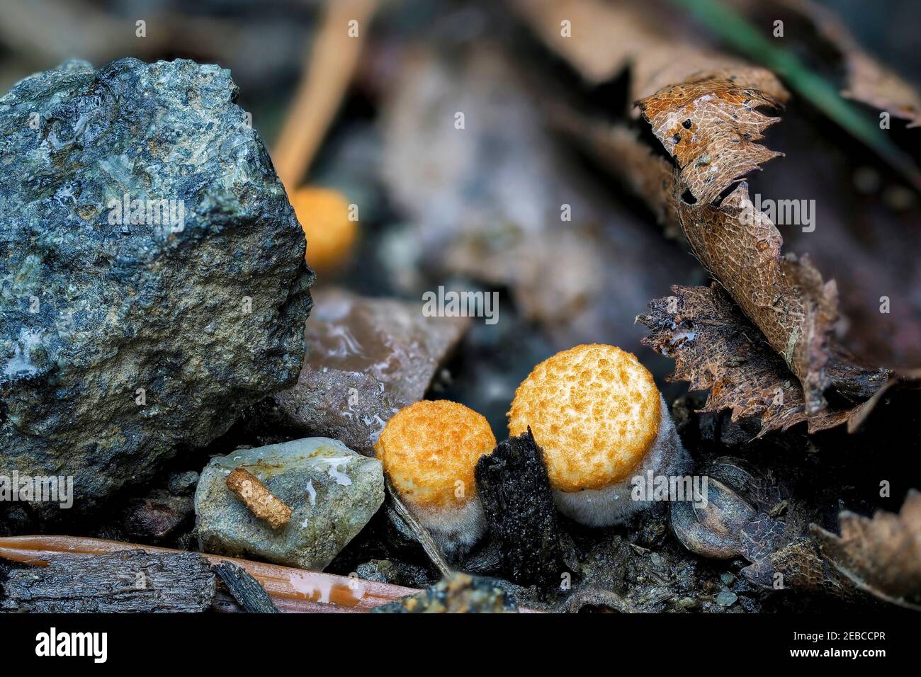 Crucibulum is a genus in the Nidulariaceae, a family of fungi whose ...