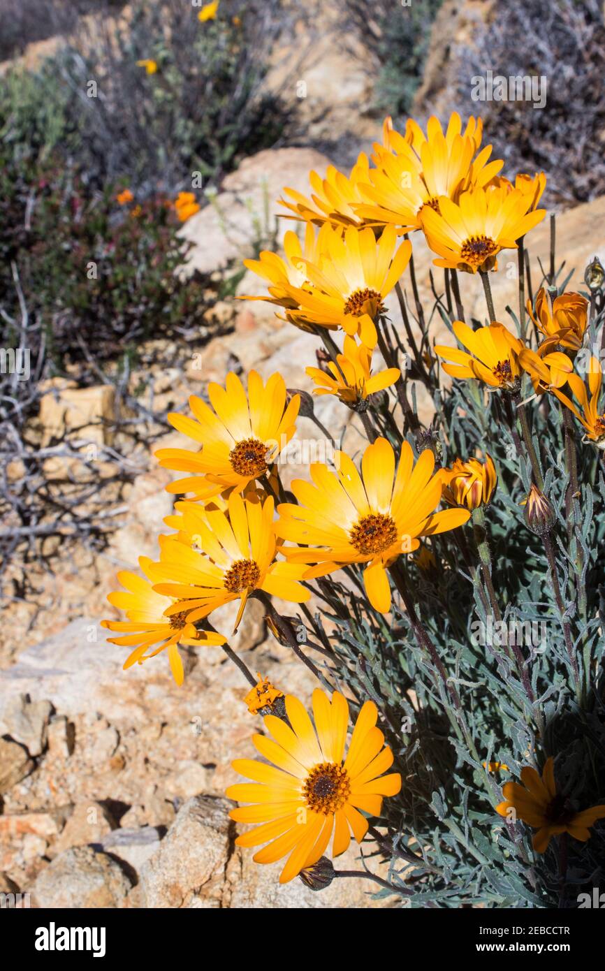 The orange colored Namaqua Widowseed daisies (Hyoseroides Asteraceae ...