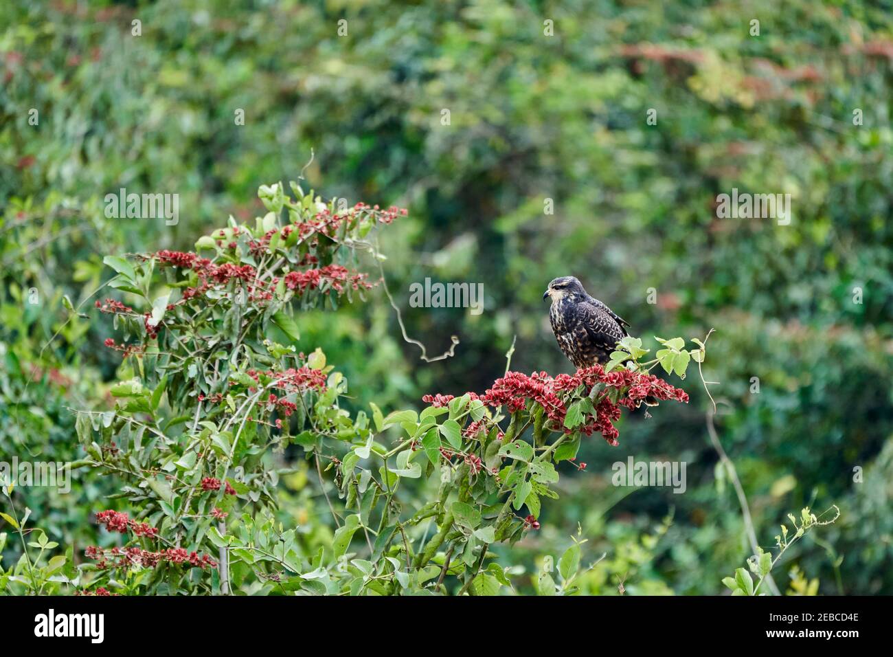 Slender beak hi-res stock photography and images - Alamy