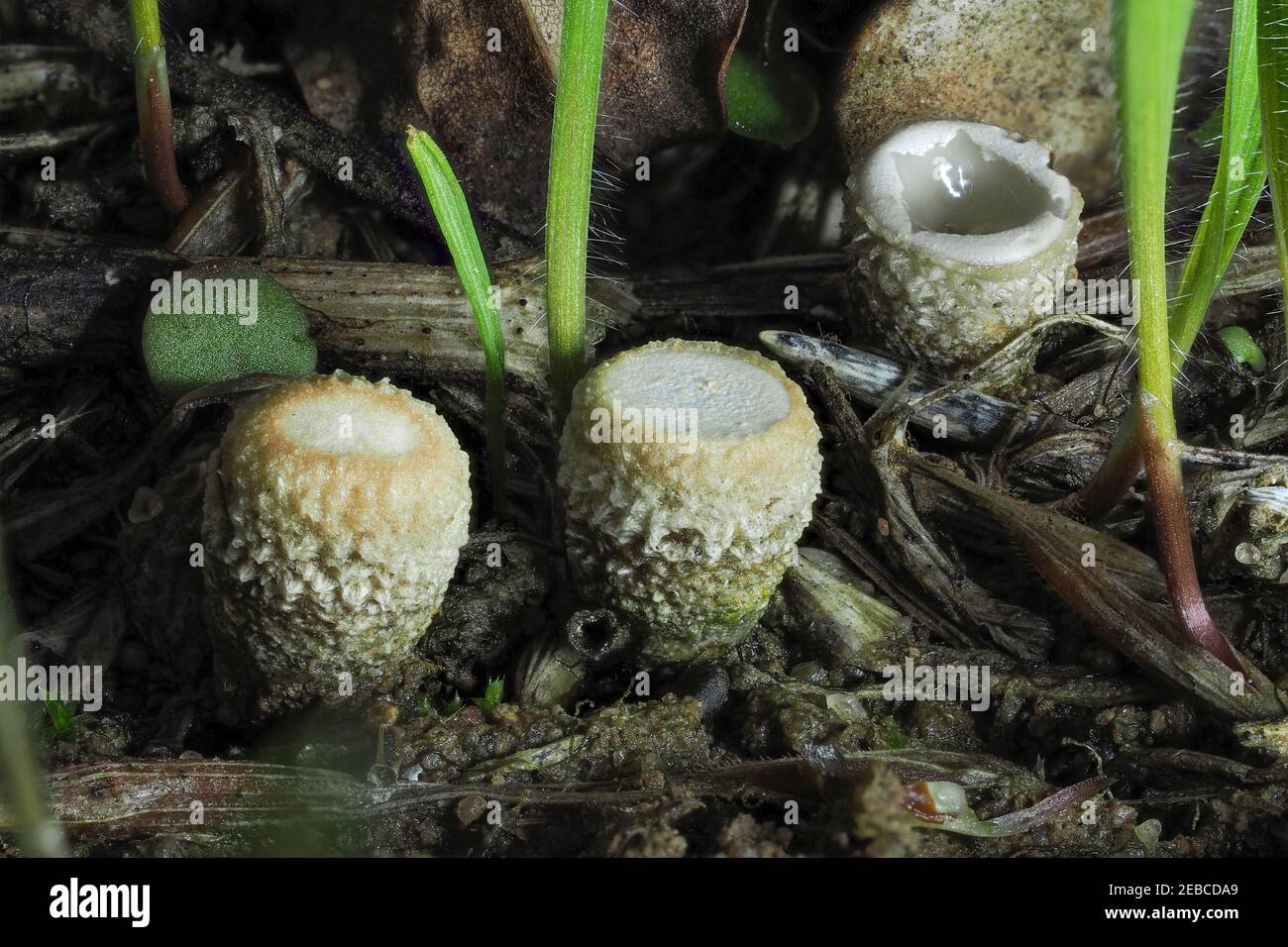 Cyathus olla hi-res stock photography and images - Alamy