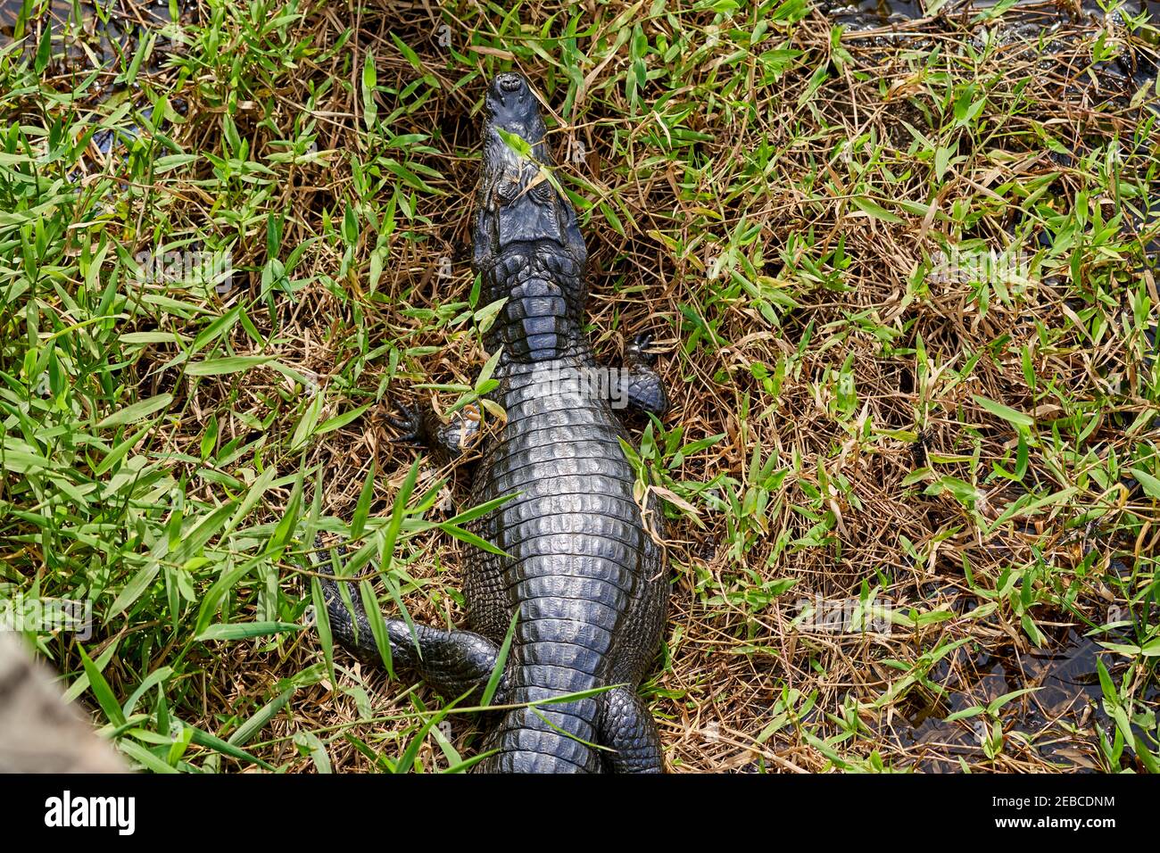 Black caiman habitat hi-res stock photography and images - Alamy