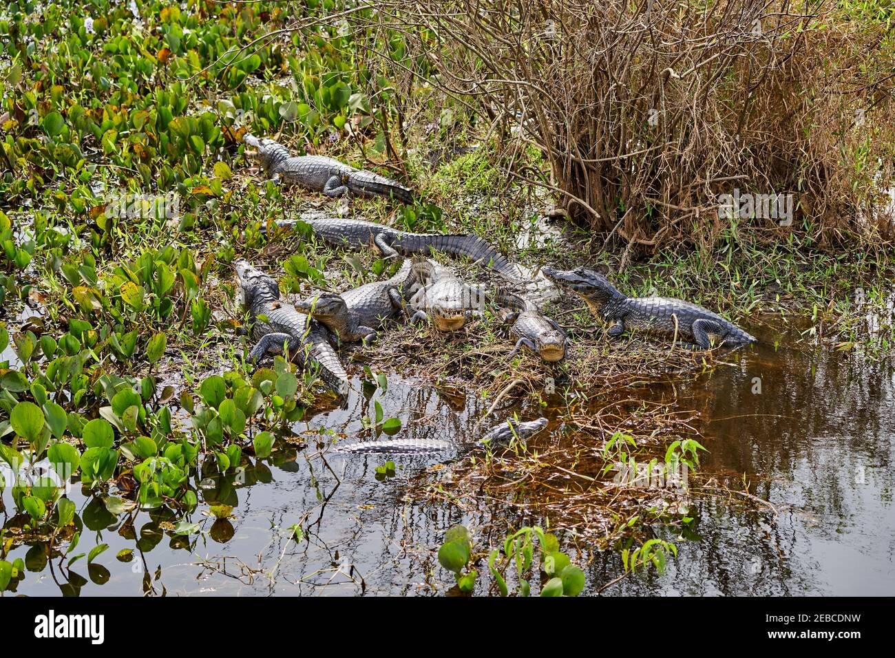 Black caiman habitat hi-res stock photography and images - Alamy