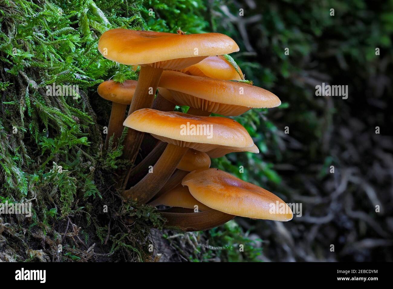 Flammulina Velutipes Velvet Shank | NatureSpot